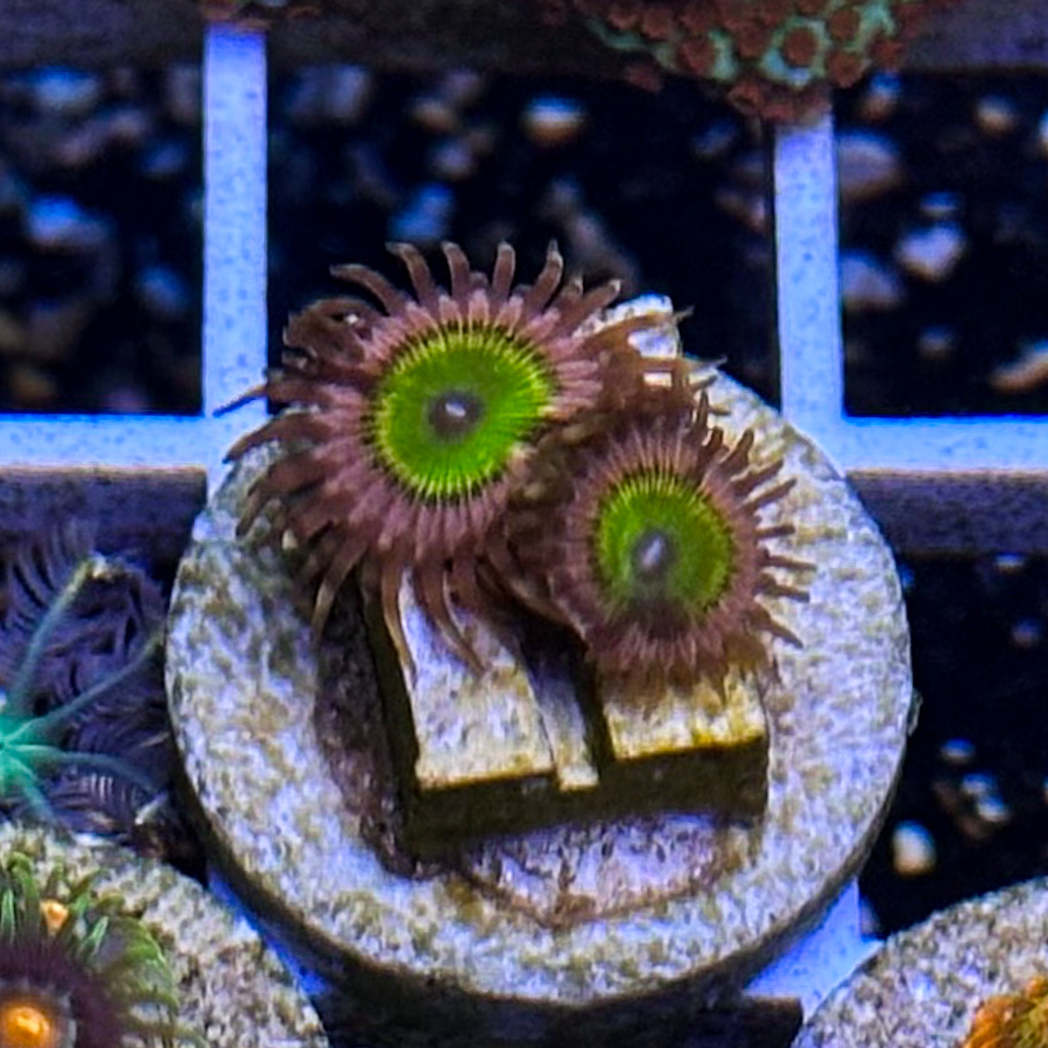 Pink Hippo Zoa – Chief Reef Corals